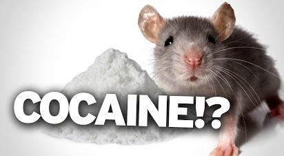 News in Proteomics Research: IonStar shows what happens to mice during ...