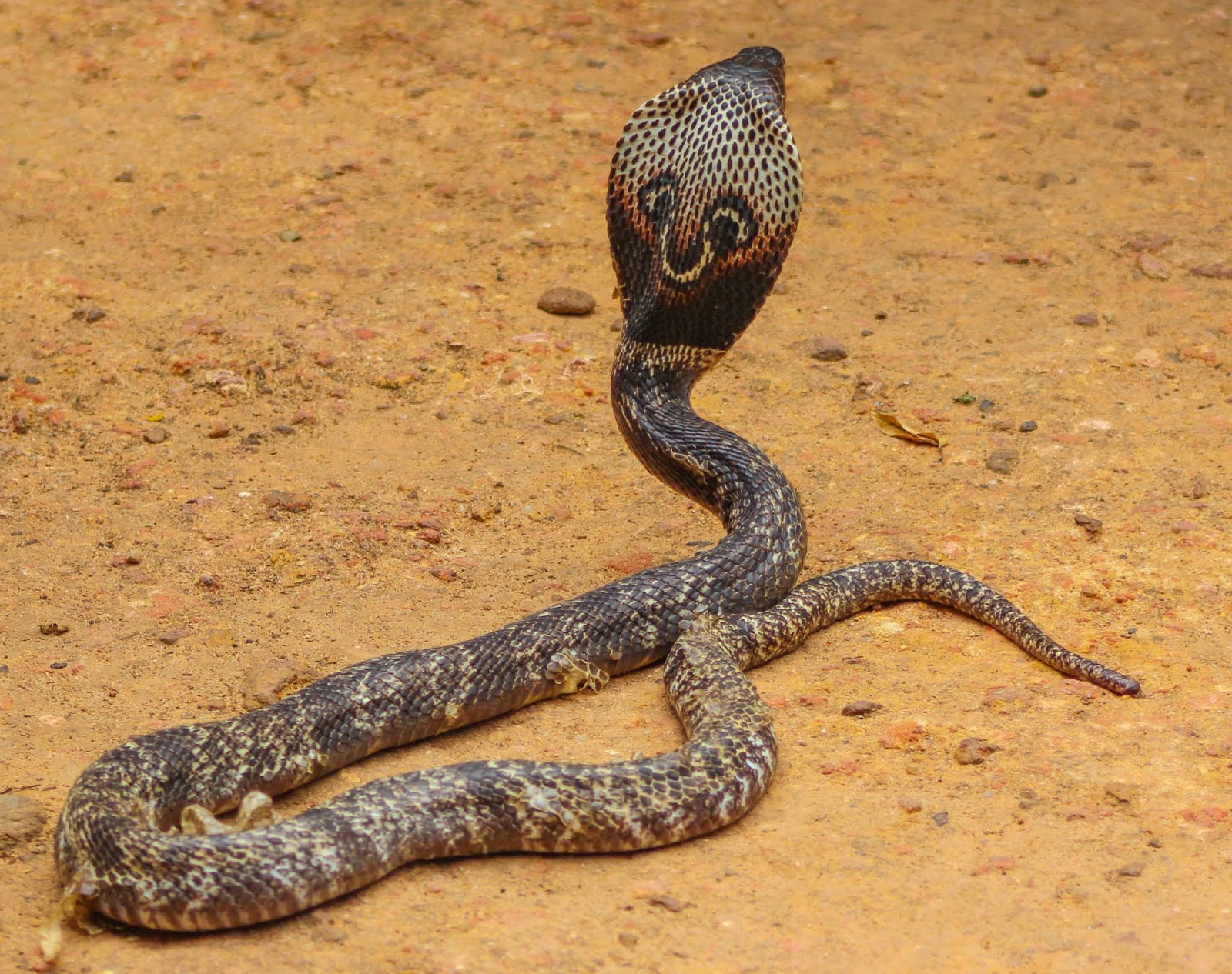 Cannundrums: Indian Cobra