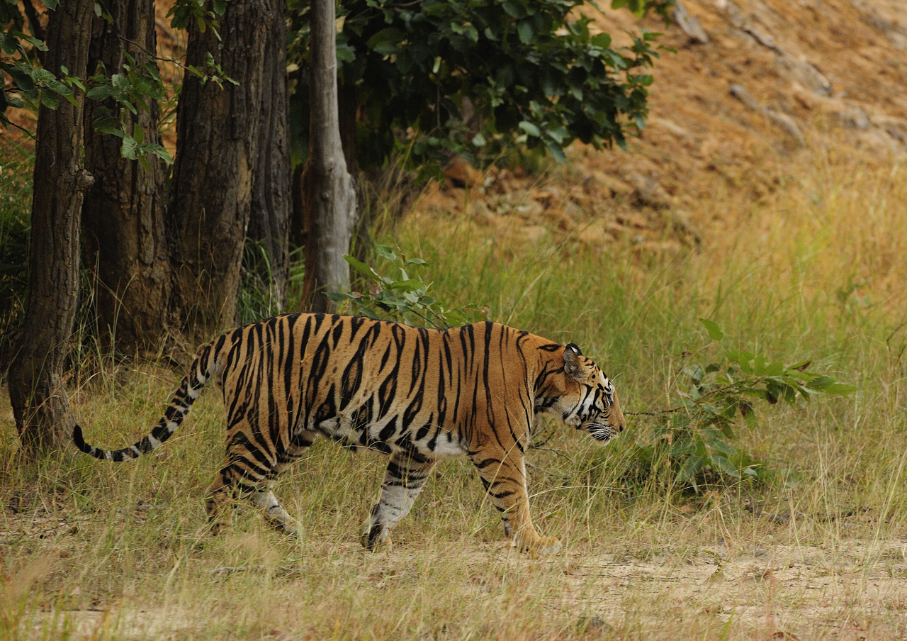 Tours and Travels: Wildlife Tourism In India,Bori Wildlife Sanctuary