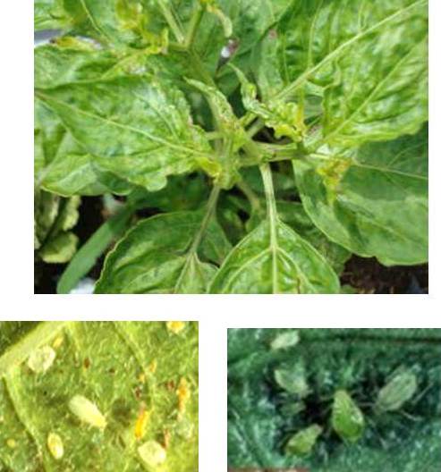 HAMA DAN PENYAKIT PADA TANAMAN CABAI | Klik Tani