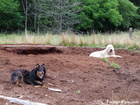 Farmgirl Fare: Wordless Wednesday Big Dose of Farm Dog Cute