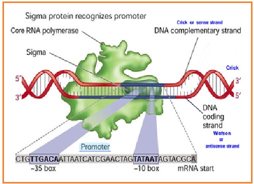 BIOLOGI GONZAGA: KODOGEN TO KODON