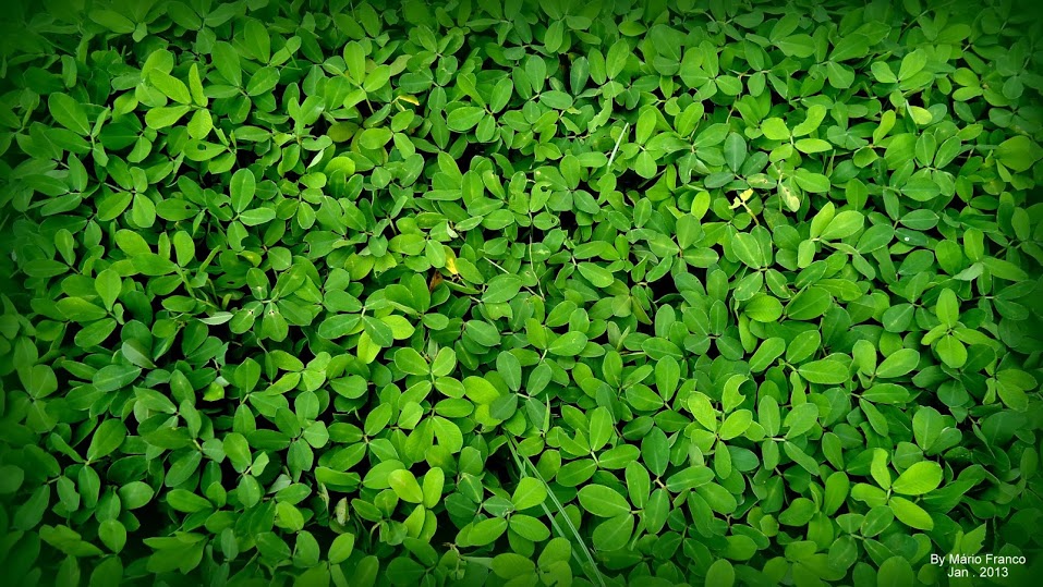 Meu Cantinho Verde: GRAMA-AMENDOIM - ( Arachis repens )