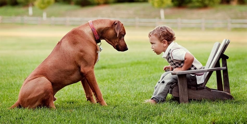 Everything about your Rhodesian Ridgeback - Luv My Dogs