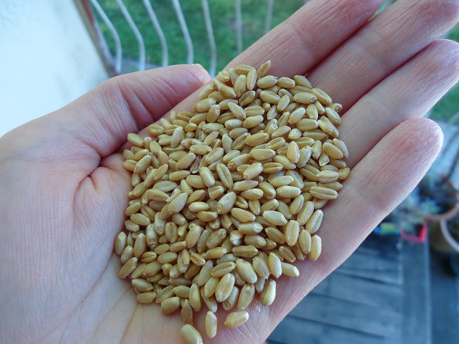 Vegan food for the hungry student: More wheat berries!