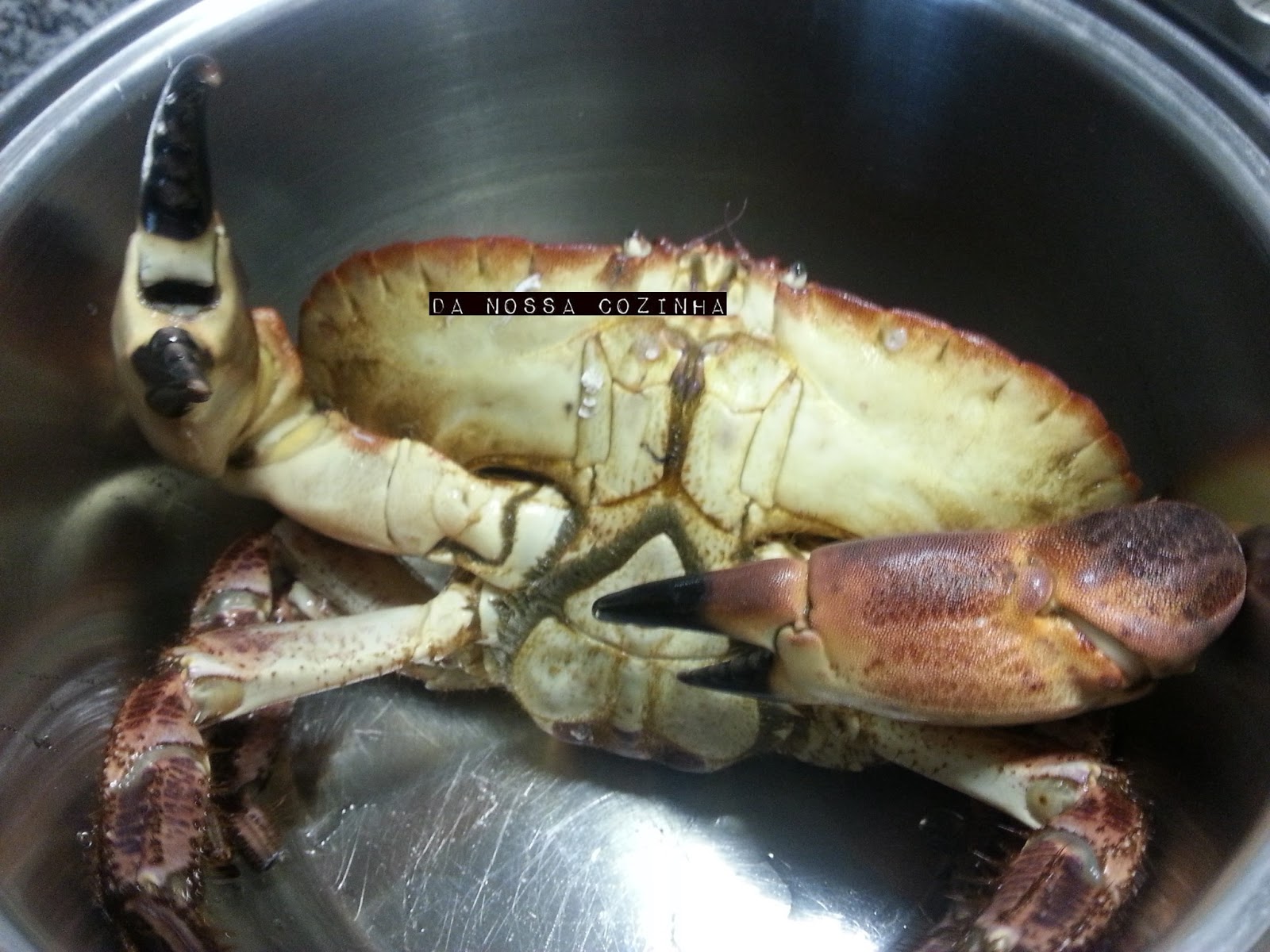 Da Nossa Cozinha : Sapateira recheada para celebrar # 24 Kitchen