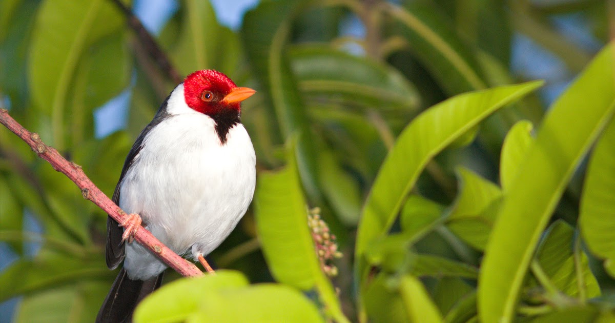 mis fotos de aves: Paroaria capitata Cardenilla Yellow-billed Cardinal