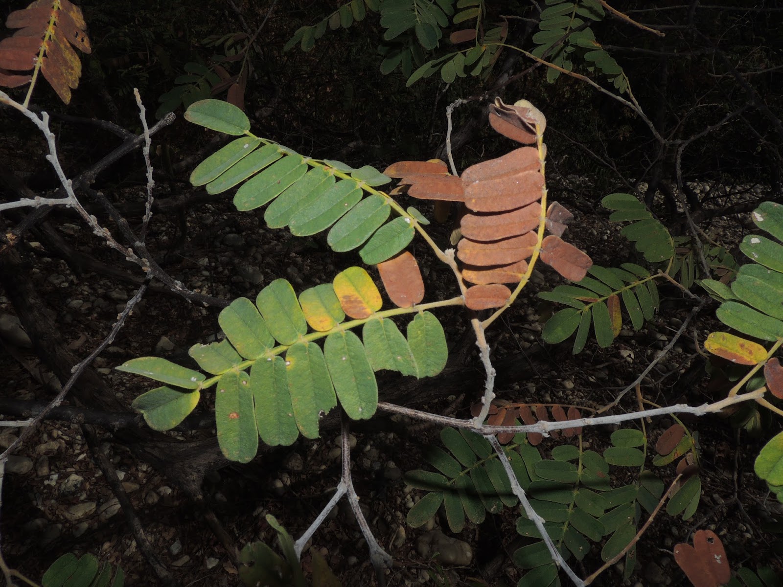 Fabaceae - Leguminosae no Brasil: Fabaceae - Swartzia flaemingii Raddi