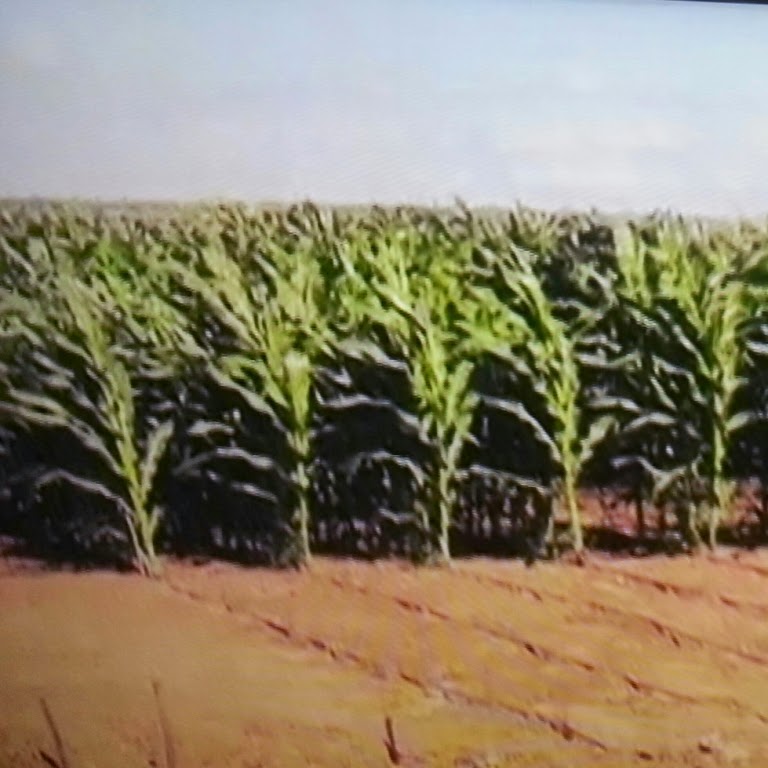 MBEGU MPYA ZA KILIMO CHA MAHINDI. | Mutalemwa Blog