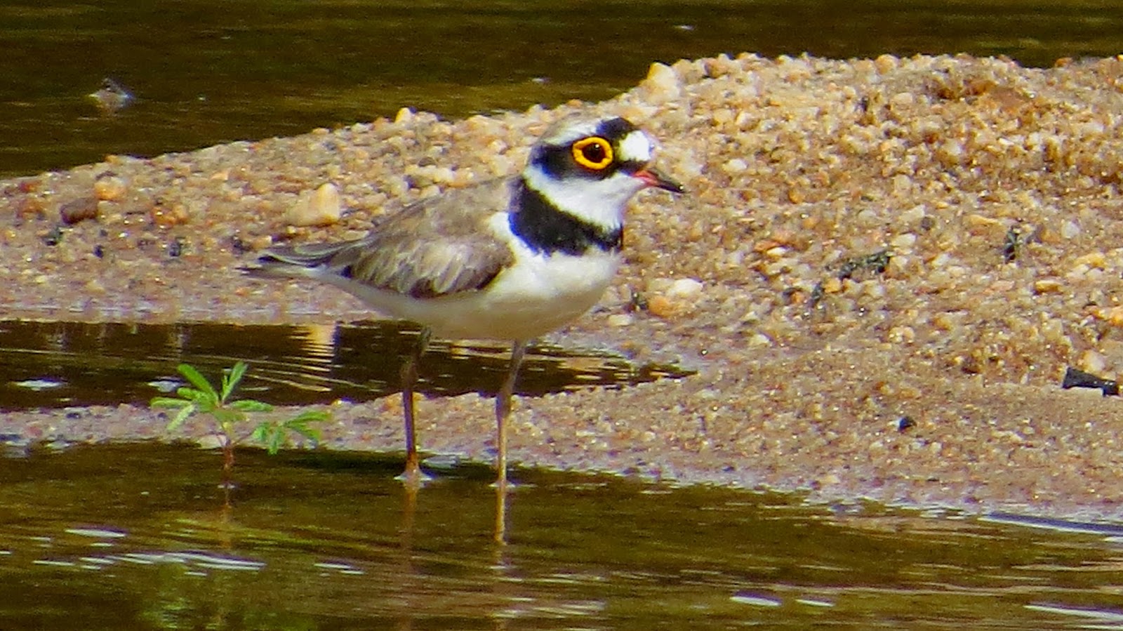 Safari Sri Lanka: Little ringed plover - Migrant Bird Specie in Sri Lanka