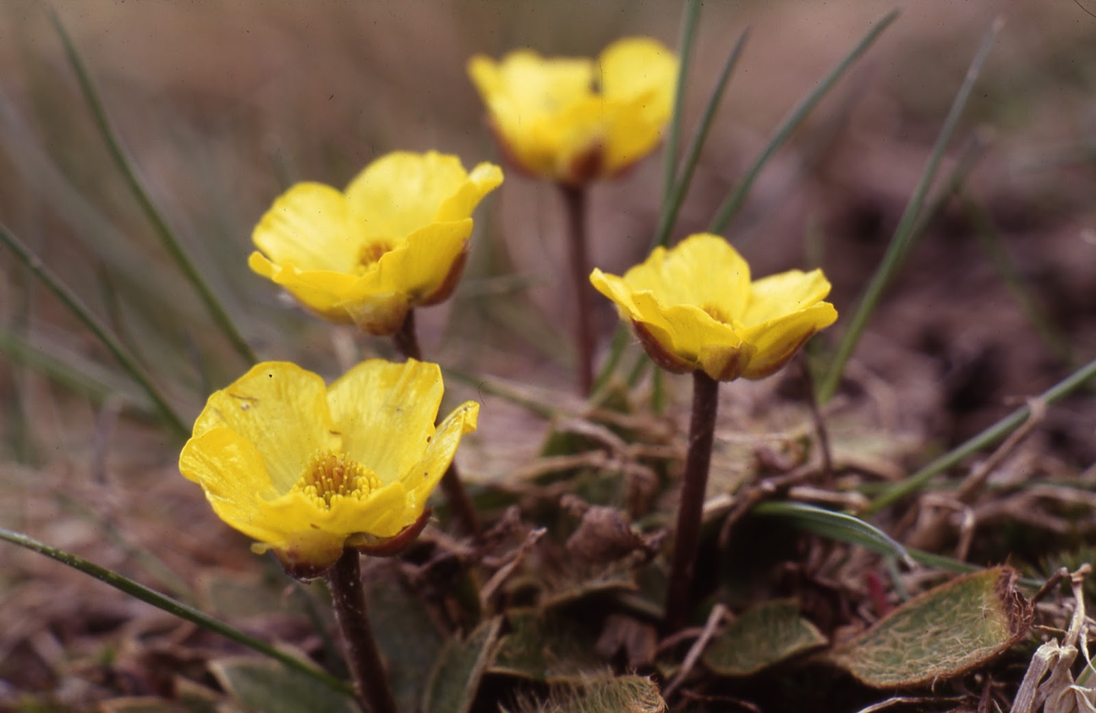 Alpine Garden Society Victorian Group: Australian Alpine Plants