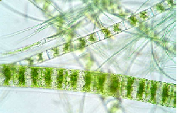 PLANTAS NO VASCUALES: PLANTAS NO VASCULARES