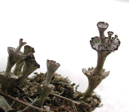 Life on The Edge: The Dr. Seuss-ish world of Cladonias