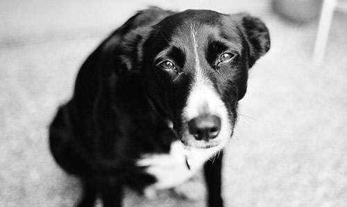 12 Saddest Animal Faces | Weird Things, Weird Pictures, Photo Blog