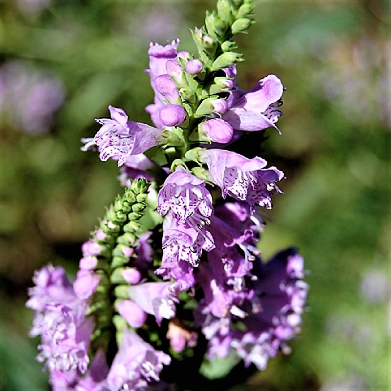 Plants & Gardens in Colonial & Early America: Plants in Early American ...