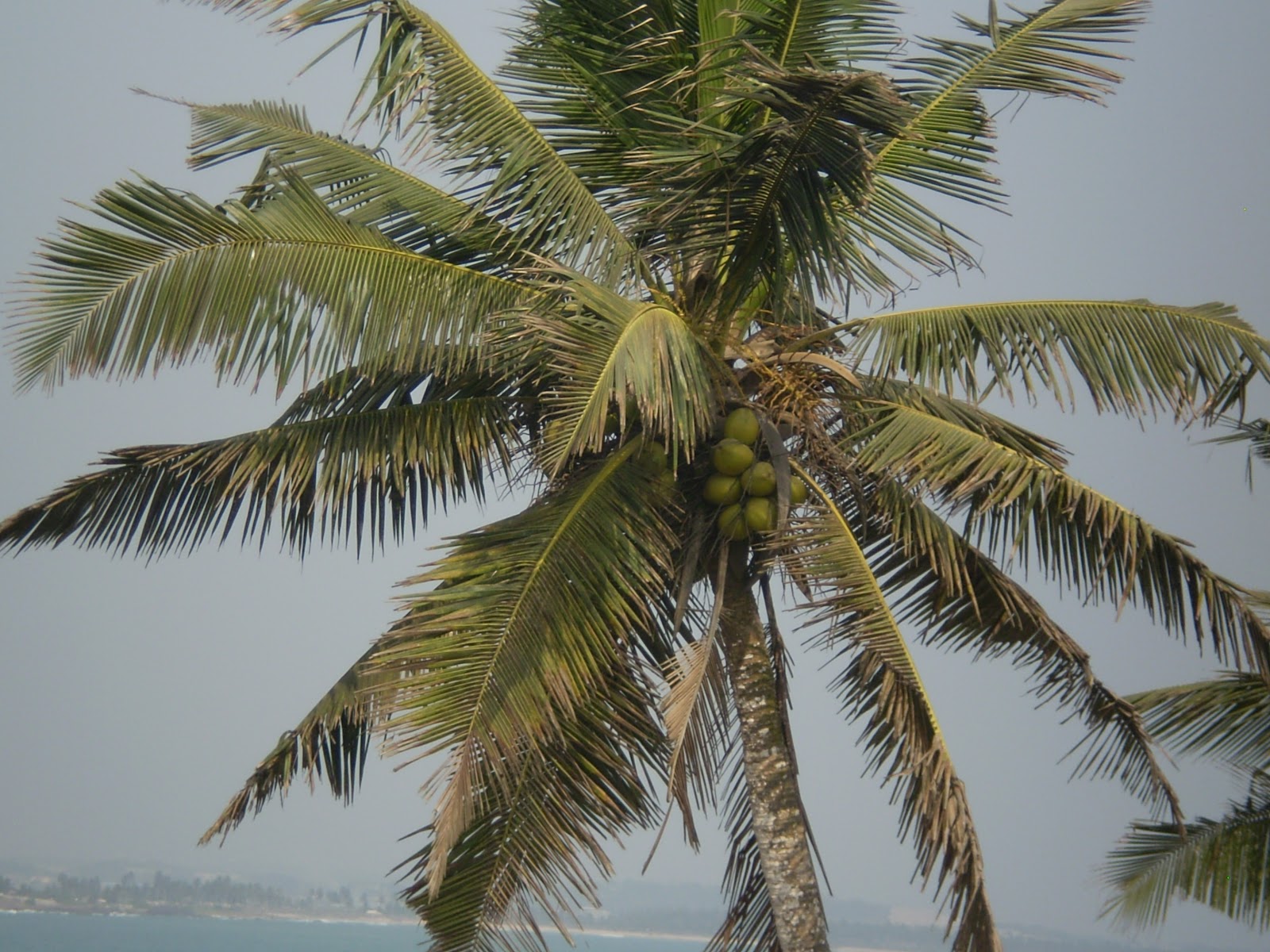 Ghana With The Wind: The Flora and Fauna of the Accra, West Africa Region