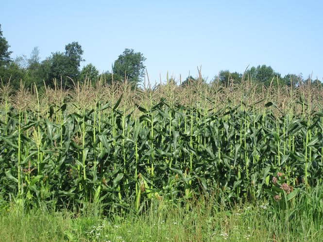 Empire State Farming: Sweet Corn Ready to Pick in Central New York