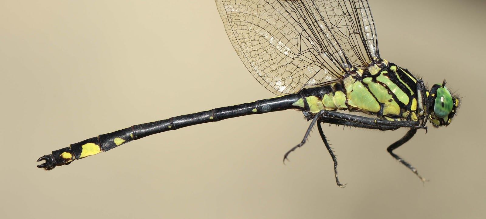 Dragonflies and damselflies of Vietnam: Anisogomphus maacki - new for ...
