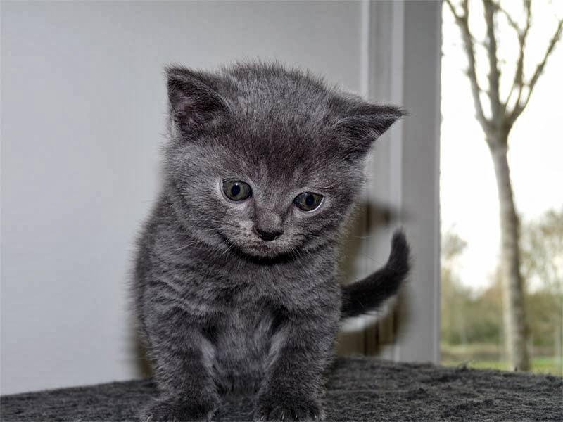 Chartreux Cat | Cute Cats