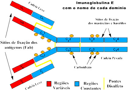 Imunologia: Resposta Humoral