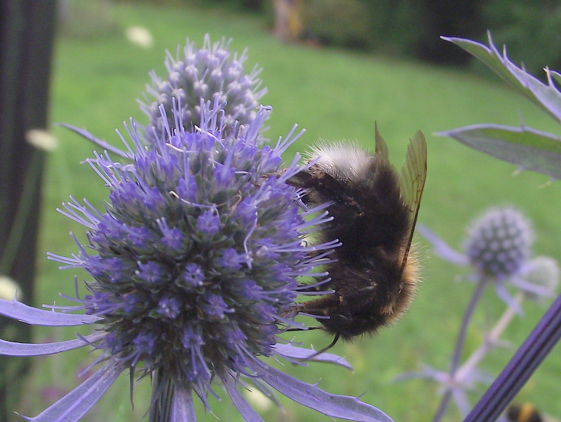 Irishaven: Russisk Mandstro og humlebier