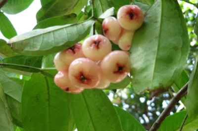 பெருநாவல், ஜம்பு மரம் மருத்துவ பயன் - perunaaval jambu maram - ஔசதம் ...