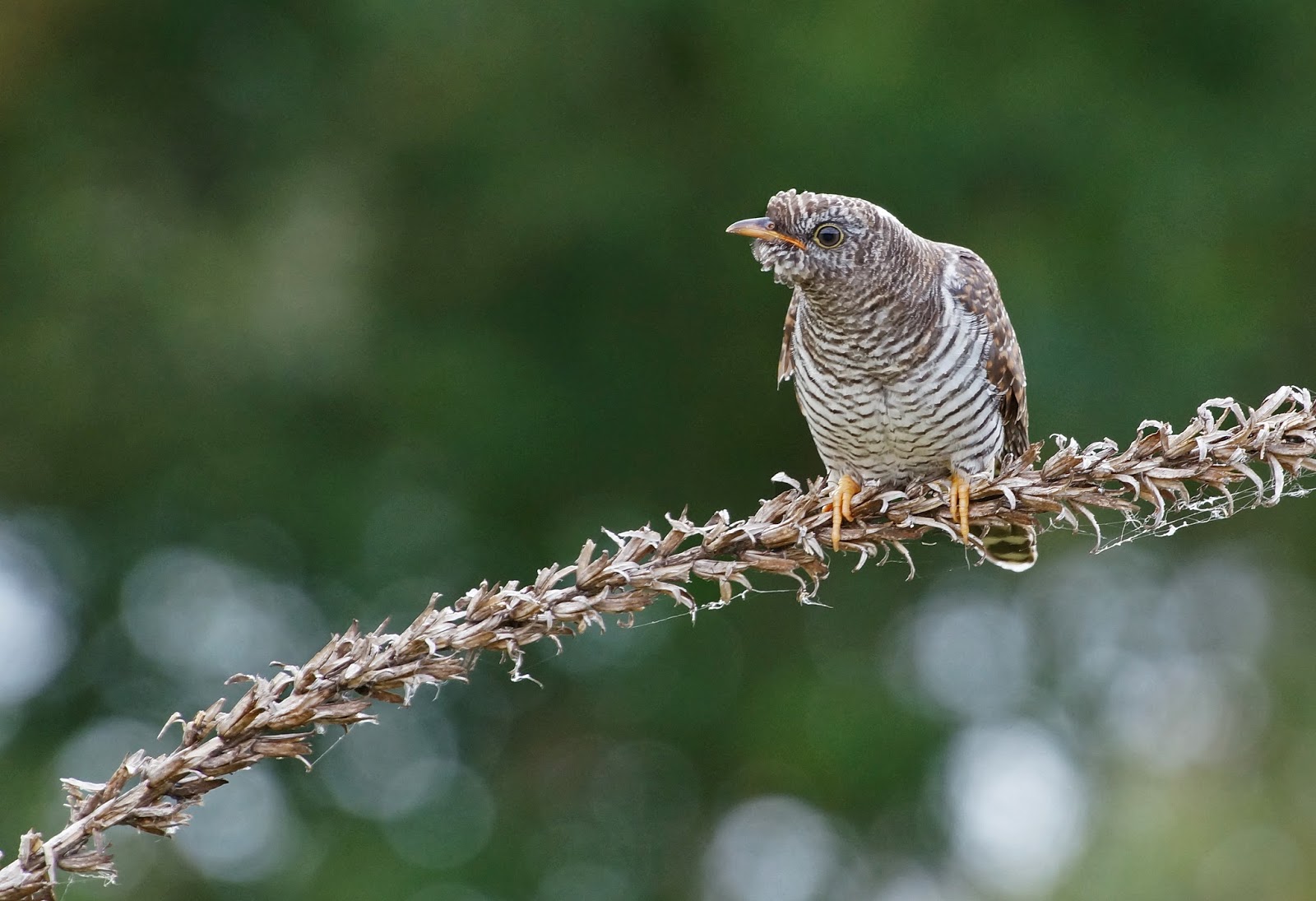 De wereld door mijn lenzen: De jonge Koekoek