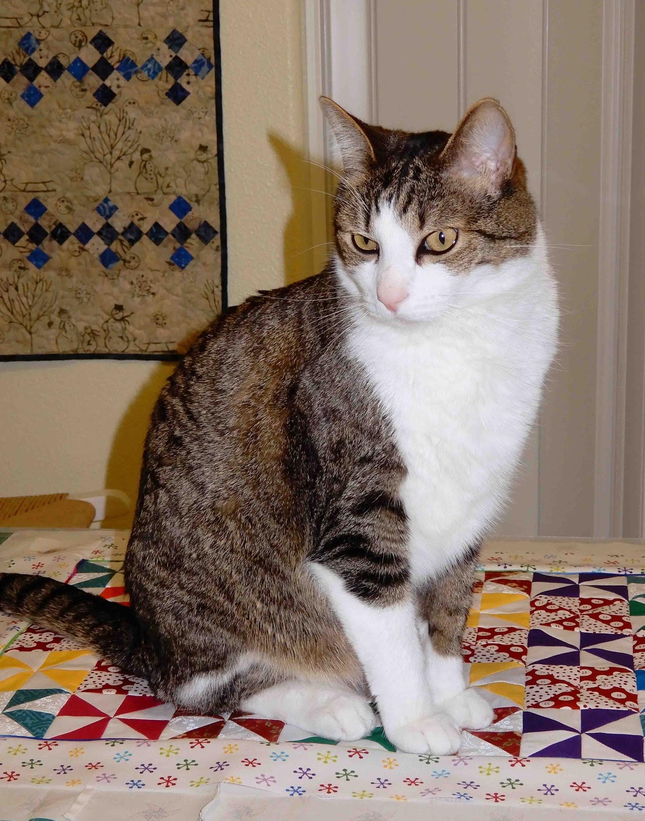 Cat Patches: Piles of Pinwheels