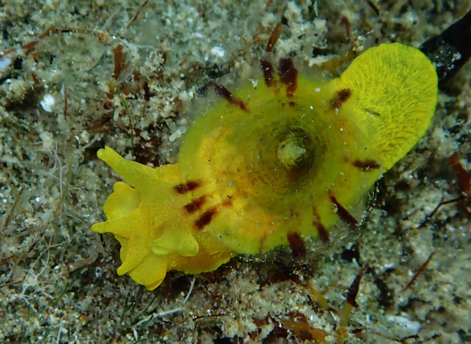 Biodiversity of Cyprus by NGO Protection of the Natural Heritage and ...