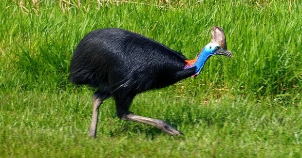 Pasari in lume: Cazuarul (Casuarius casuarius) Cassowaries sunt păsări ...