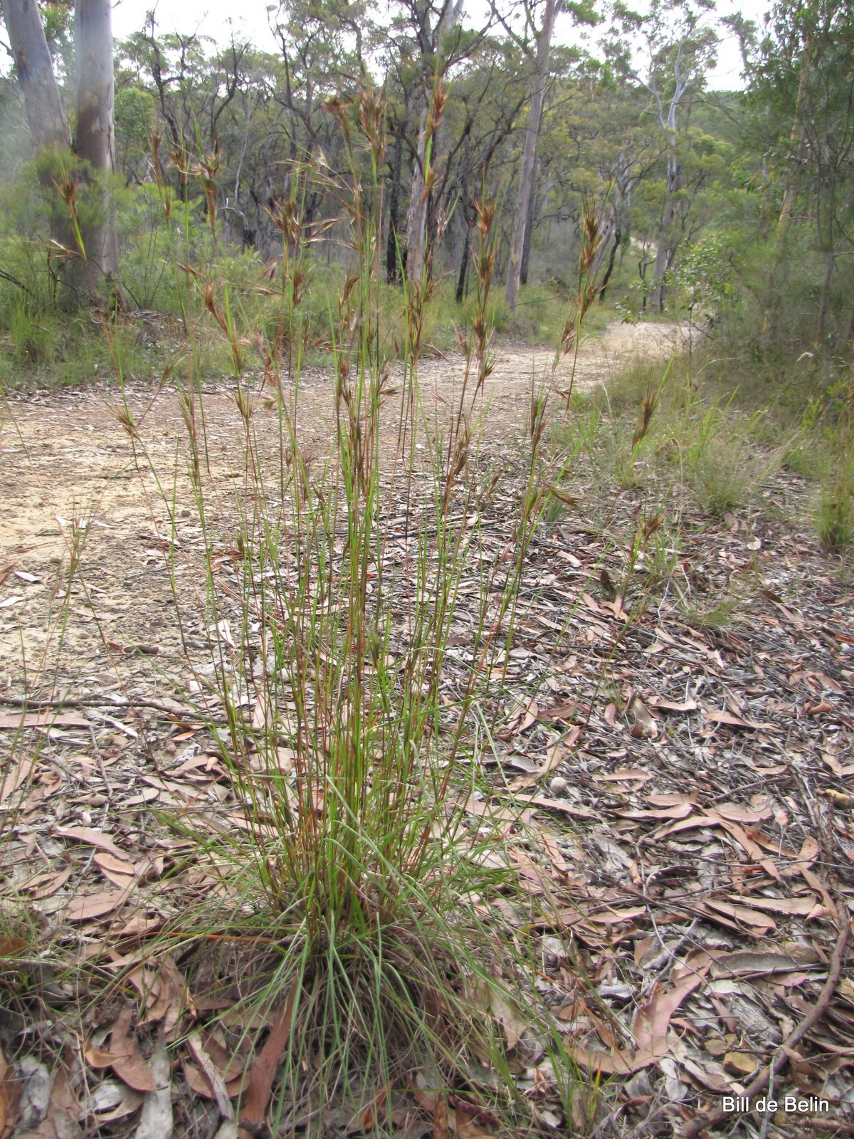 Sydney's Wildflowers and Native Plants: Themeda triandra (australis ...