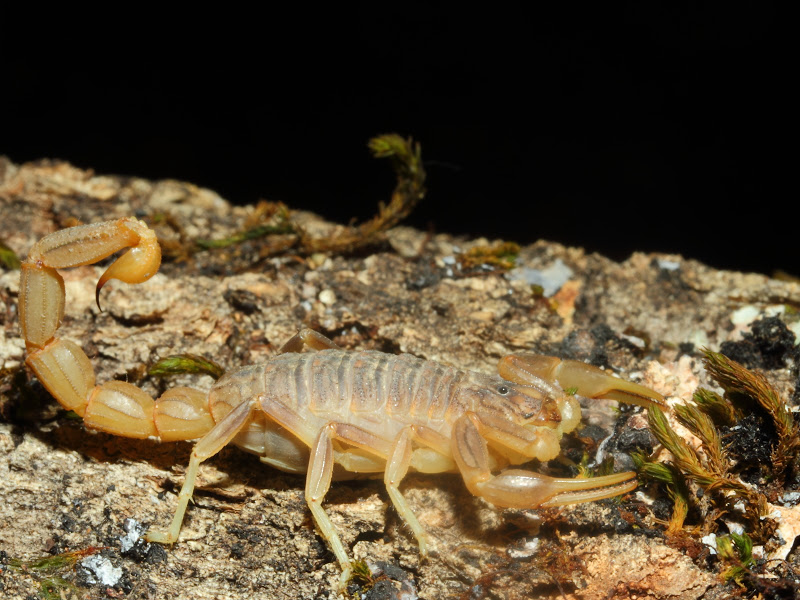 Fernando Mostacero - Fotografia y Naturaleza: Otro finde de setas y bichos