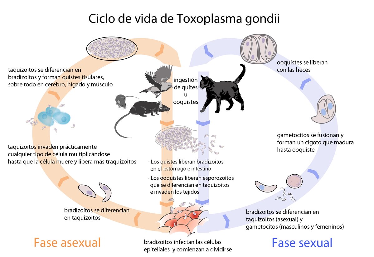 Universo Microbiológico: Toxoplasma gondii