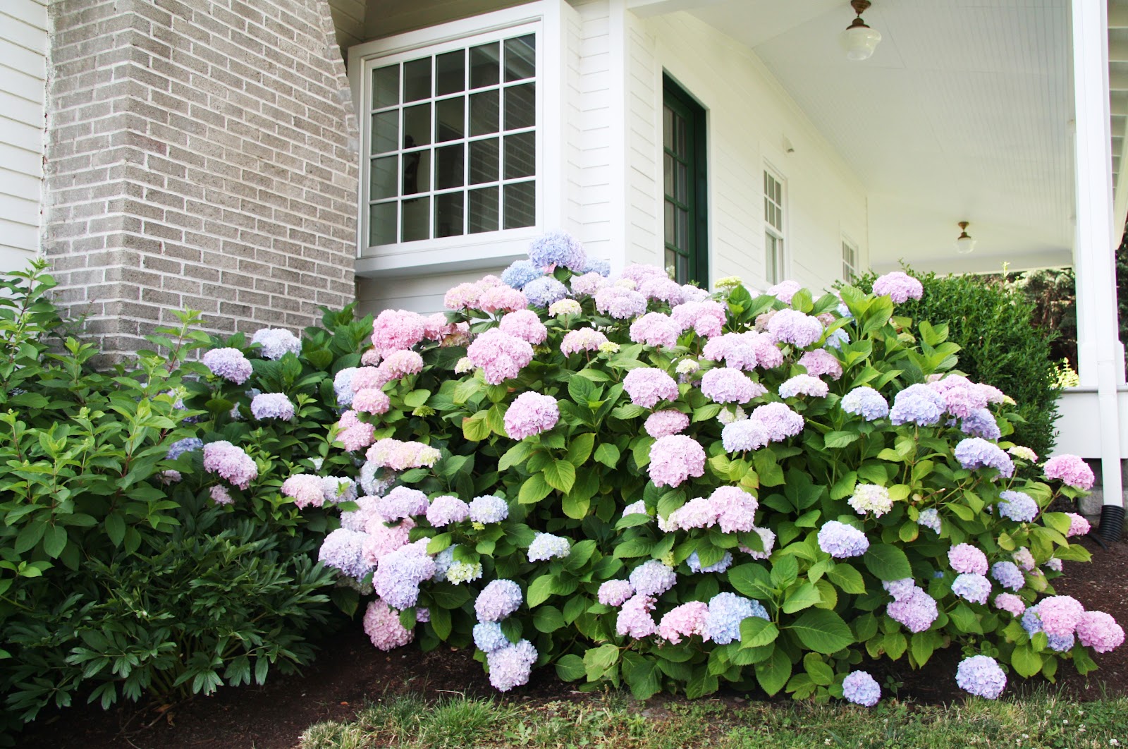 In the Fields : Hydrangeas