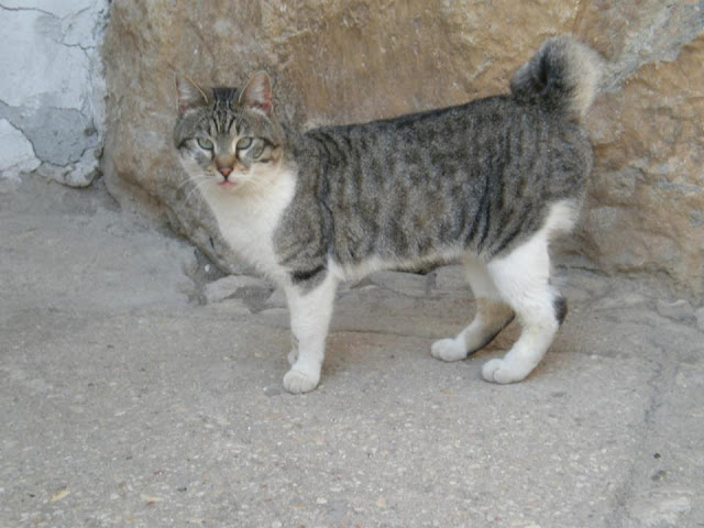 Sabina : My Secret Italy: I GATTI DELLA SABINA - The Cats of the Sabina