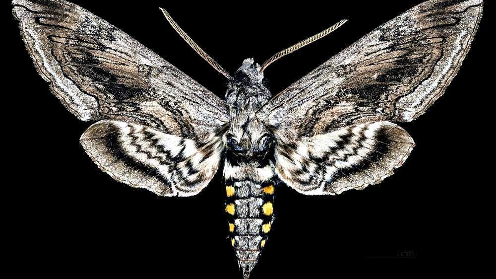 Manduca quinquemaculata