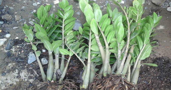 "Zamioculcas" Also Known As Welcome Plant Poisonous If Ingested - Phil ...