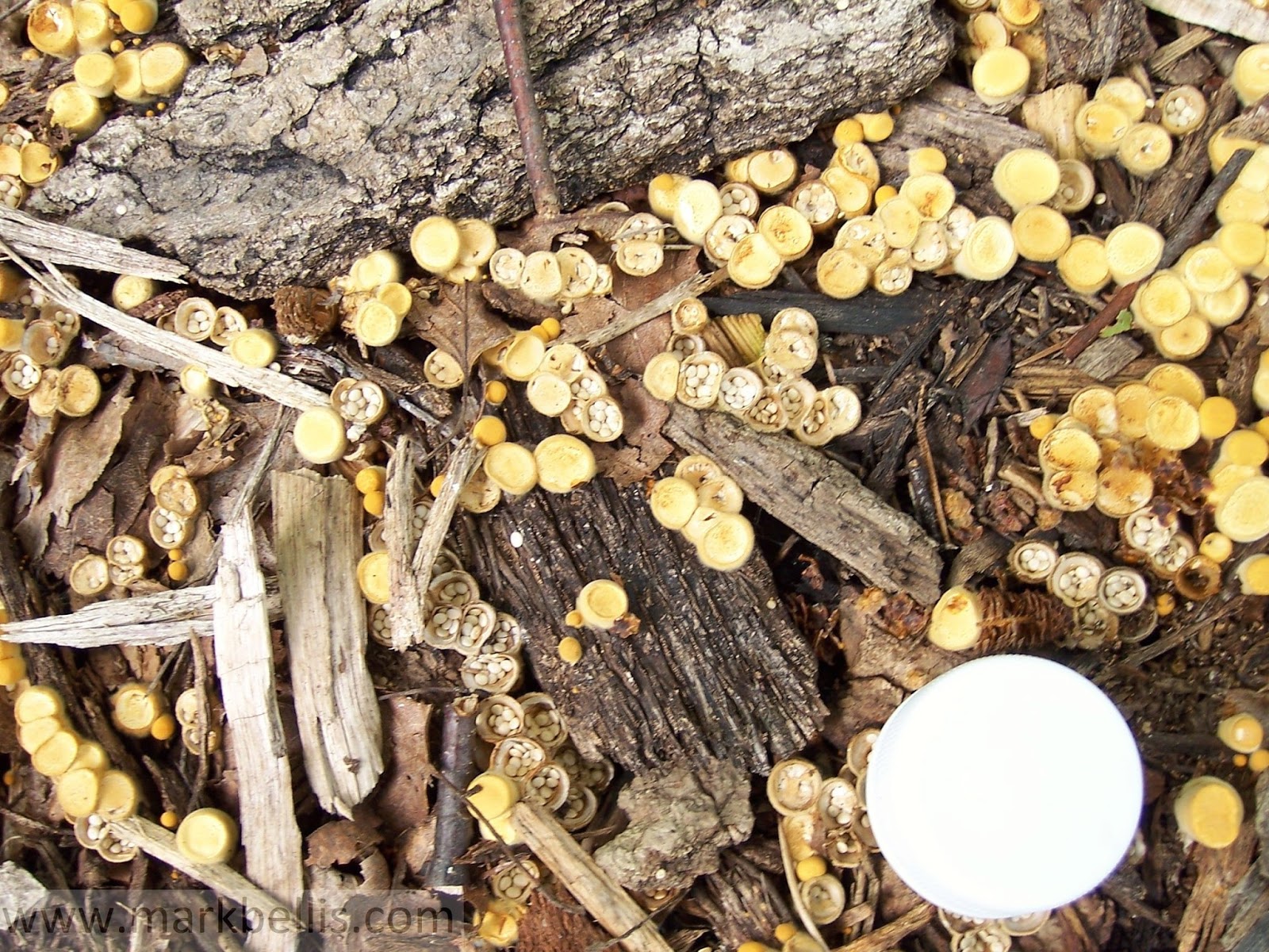 Mark Bellis Bird s Nest Fungi mark-bellis-bird-s-nest-fungi