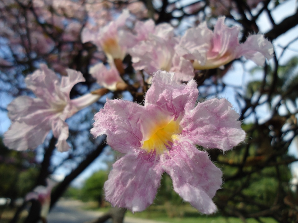 Isla Esmeralda: FLOR DEL ROBLE