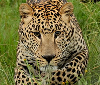 Perbedaan Harimau dan Macan