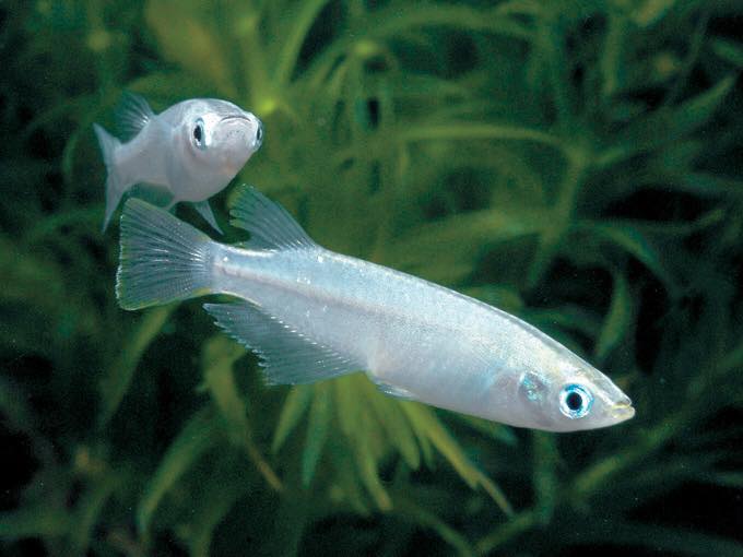 Dünyadan Medaka Resimleri