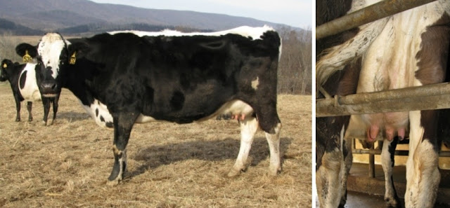 Amazing Grace Dairy: January 2012 Cows for Sale - SOLD!