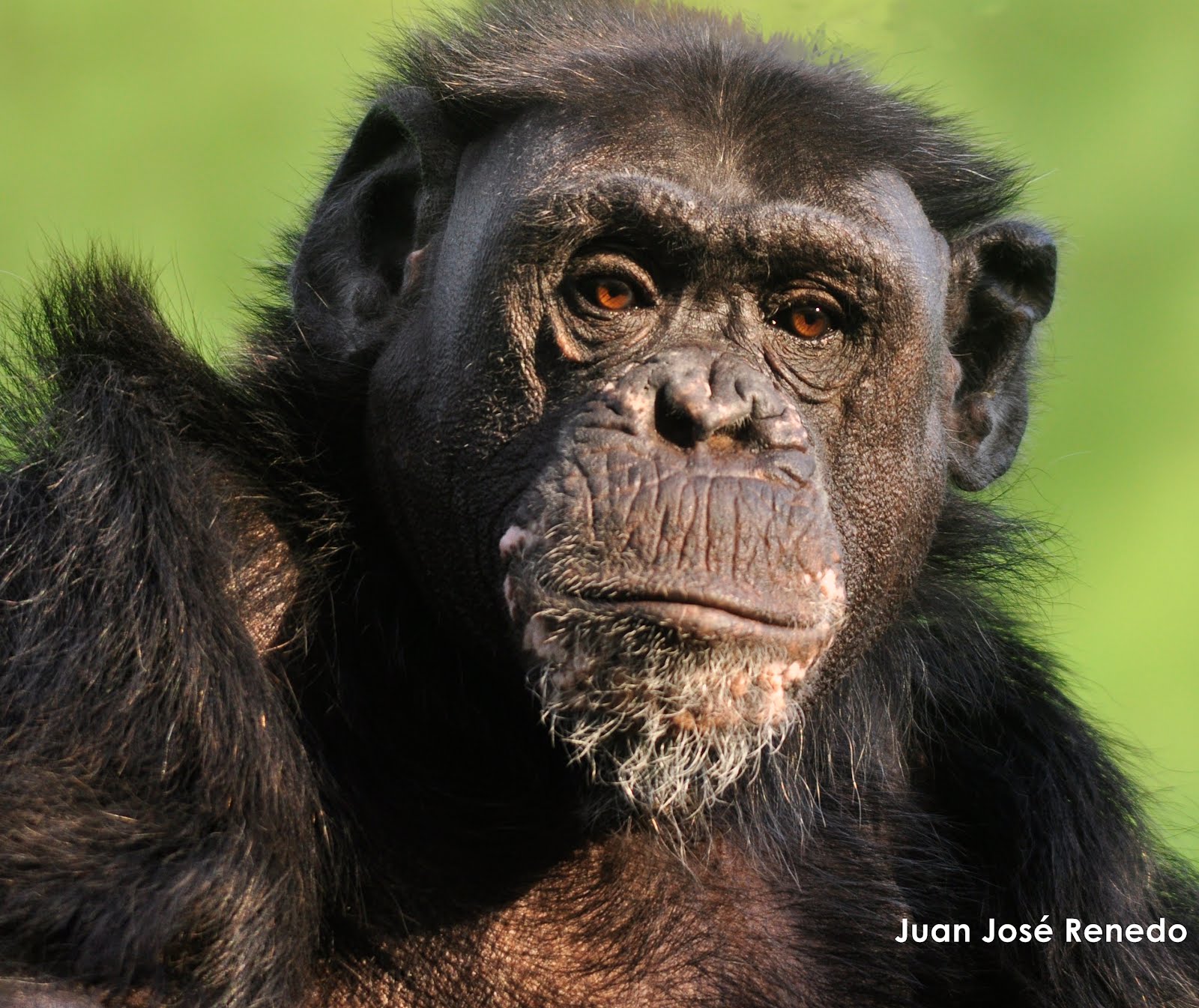 CANTABRIA, FOTOGRAFIA VIVA: Chimpancé Común