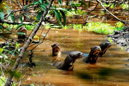 TIPISHCA: MAYO EN LA REGIÓN OMAGUA