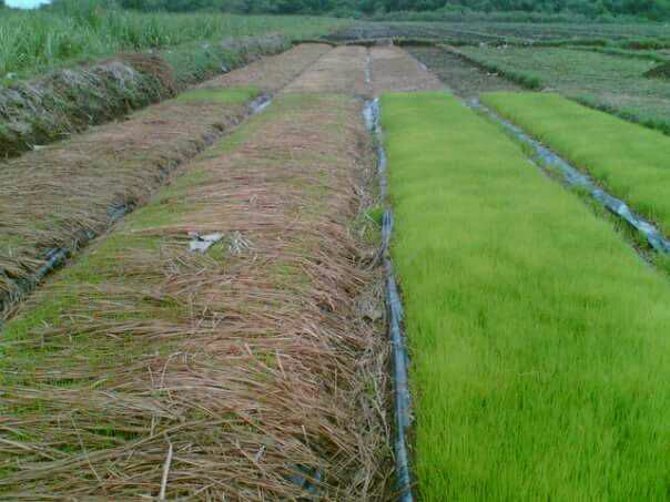 [PENYULUHAN] MEMBUAT PERSEMAIAN KERING PADI ~ AfandiEkaPutra