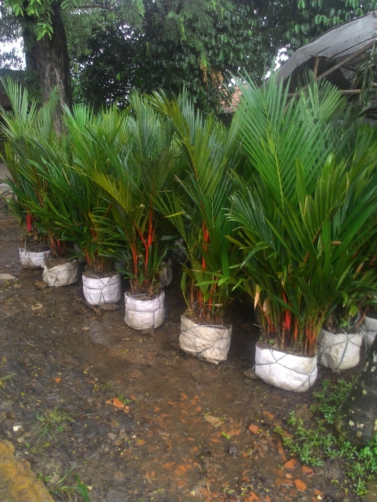 Jual Pohon Palem Merah - CENTRAL TANAMAN