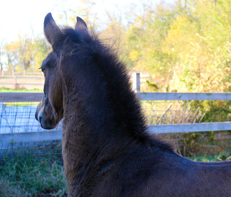 The Horsemeister Blog: John Honegger's Funeral