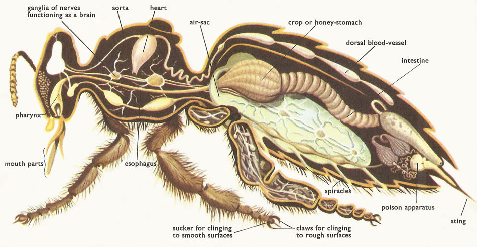 CORONA APICULTORES: ANATOMÍA INTERNA DE LA ABEJA
