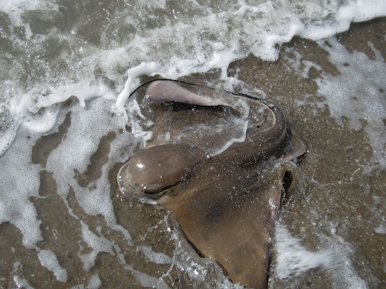 Hunting and Fishing California: Coyote Point Fishing