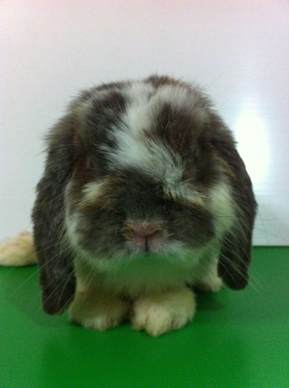 Rabbit Rabbitry